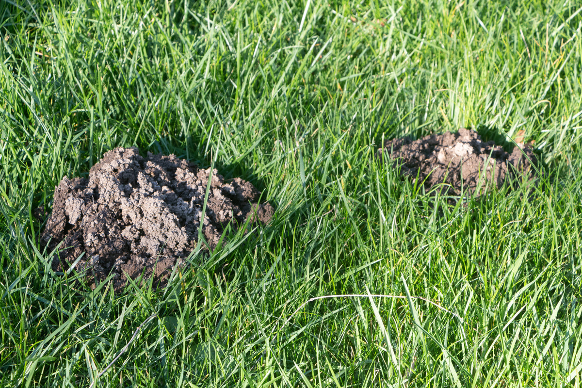 Mole Damage? How to Safely Control Moles – Greenbug Inc.