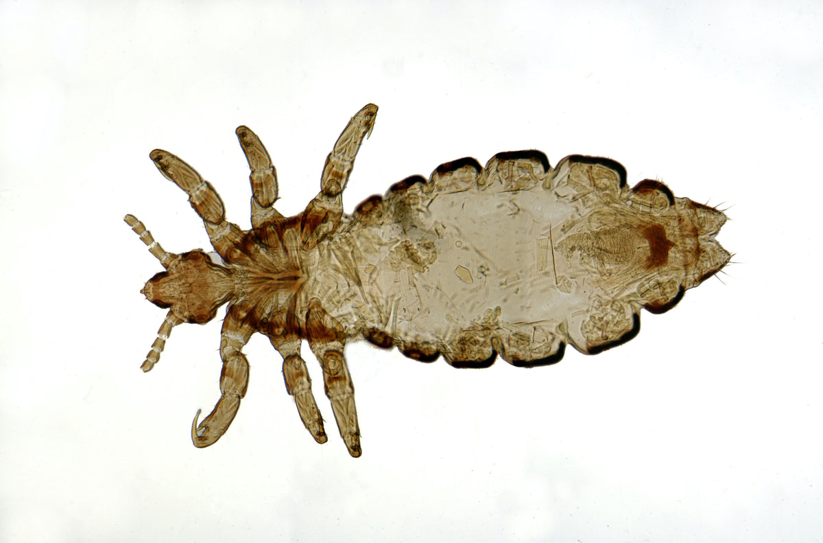 Head Lice Bug